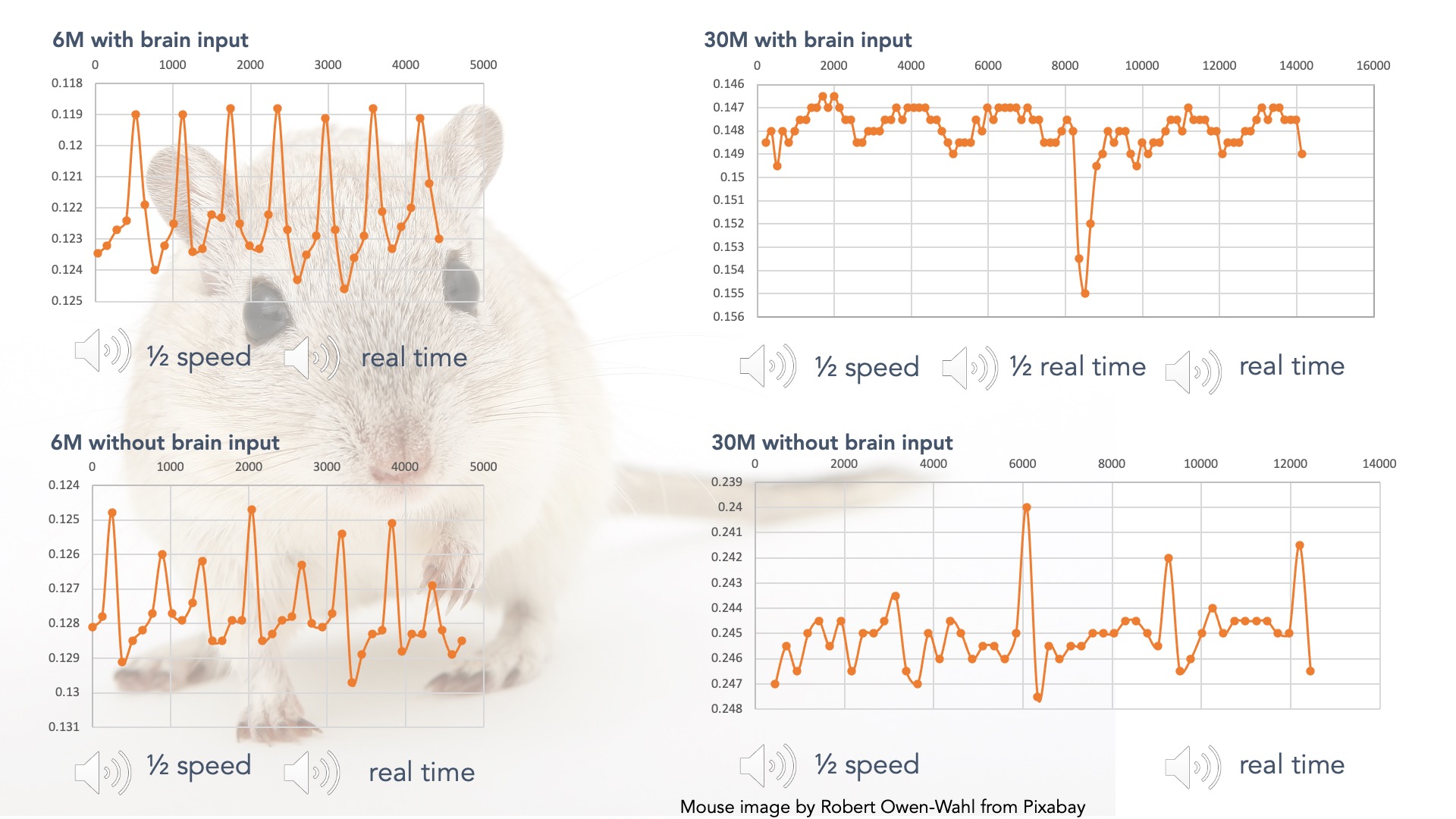 What happens when the heart ages: Mouse #1730 at 6 months and 30 months ...